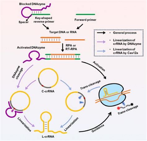 Dnazyme Triggered Equilibrium Transfer With Self Activated Crispr Cas12a Biosensor Enables One
