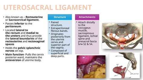 Ligaments Of Female Genital Tract Pptx Ligaments Of Female Genital Tract Pptx