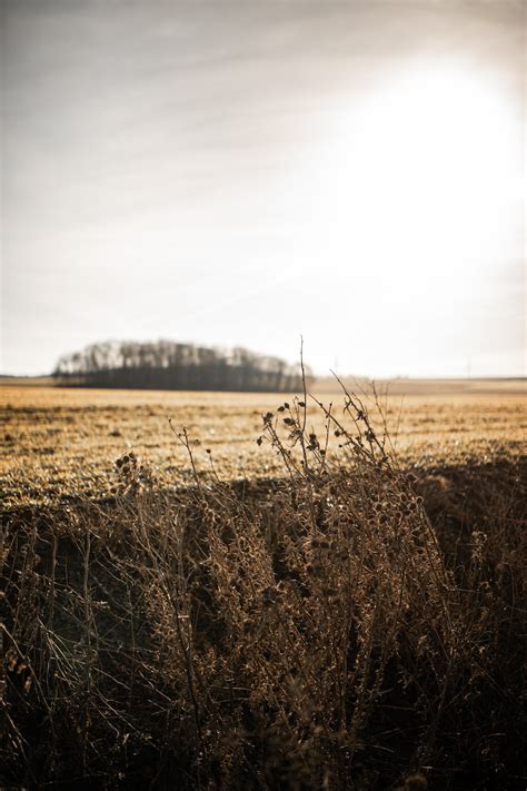 Brown Grass Field During Daytime Photo Free Nature Image On Unsplash