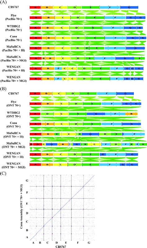 Chromosomal Structures Of Assembly Results The Results Of Each Download Scientific Diagram