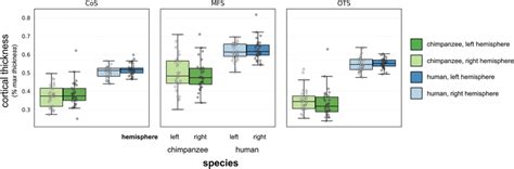 Sulci In Ventral Temporal Cortex Are Relatively Thinner In Chimpanzees Download Scientific