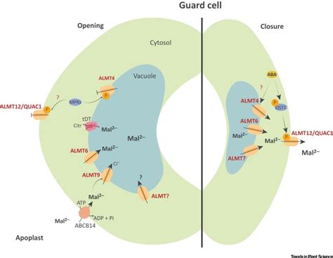 Plant Guard Cells