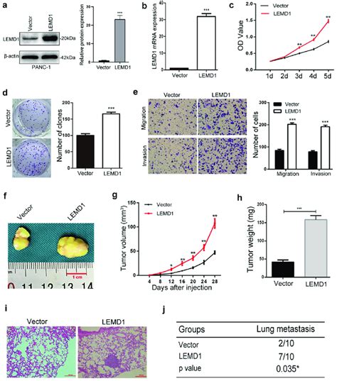 lemd1 facilitates pc cell growth migration and invasion a and b