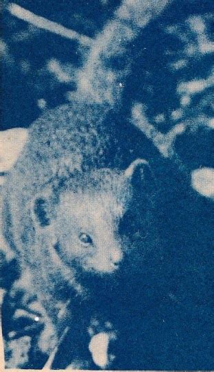 Tuổi Hoa Và Hơn Thế Nữa Con Chồn Đèn