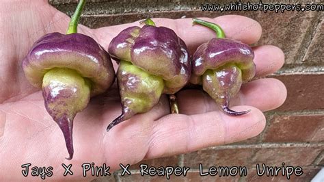 Jays X Pink X Reaper Lemon White Hot Peppers Llc