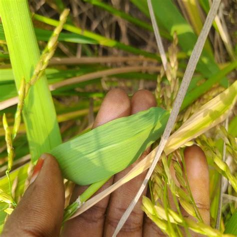 Crop Detection Instance Segmentation Model By Madhav