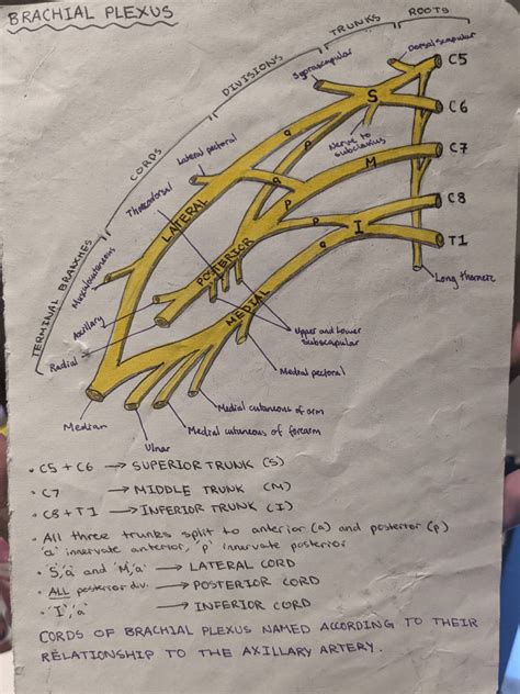 Brachial Plexus Drawing Brachial Plexus Stock Illustrations 102