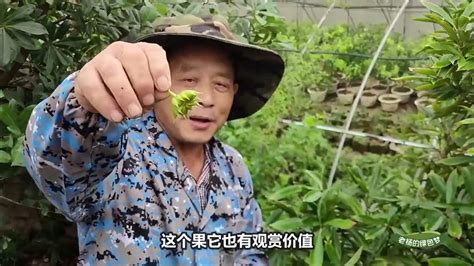 做饭用的“八角”在树上原来长这样？农村大叔带你看八角生长环境种植 中国农业 中国茶 记录 Youtube