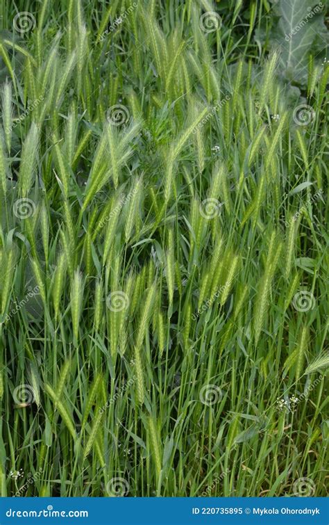 Hordeum Murinum Also Known As Wall Barley Or False Barley Grass Plant