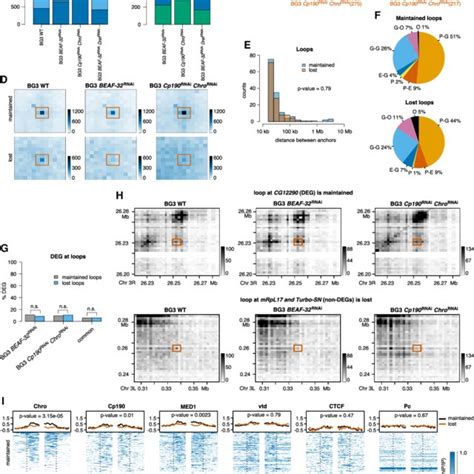 Chromatin Loops A Number Of Loops Detected In Wt And The Three