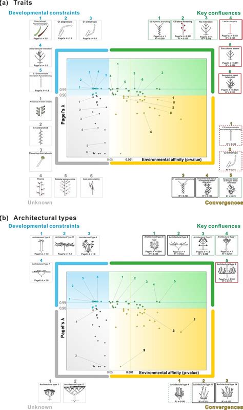 All Traits A And Architectural Types B Described In Euphorbia Download Scientific Diagram