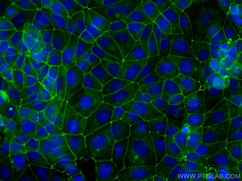 Occludin Antibody Cl488 80545 Proteintech