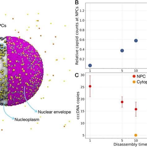 Schematic Representation Of The Conversion Of Rcdna Into Cccdna Cccdna
