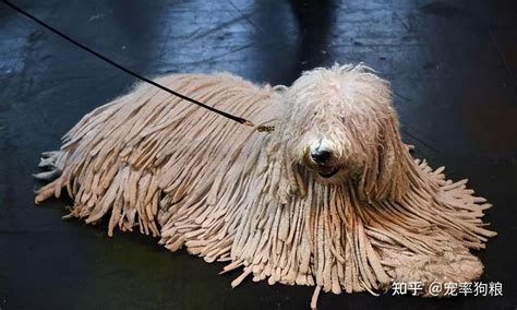 拖把精可蒙犬到底好不好养这些问题说给你听