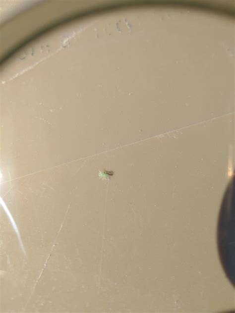 Is This A Cockroach Phoenix Az Ive Never Seen A Roach This Short And