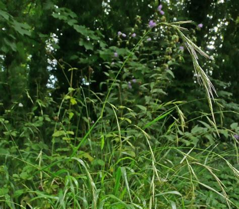 Brachypodium Sylvaticum False Brome Emorsgate Seeds