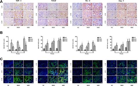 Human Amniotic Mesenchymal Stem Cells Dmso