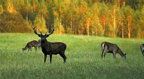 ВОТ Спаривание животных