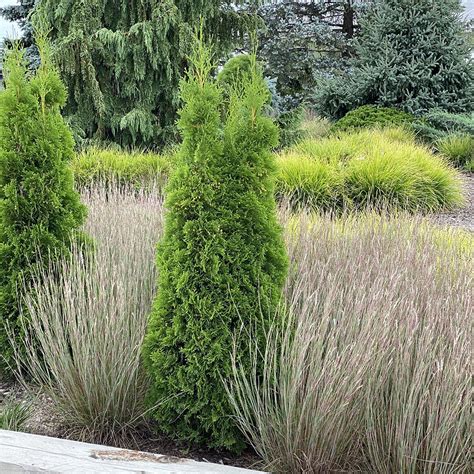 Thuja Occidentalis Art Boe Midwest Groundcovers Llc