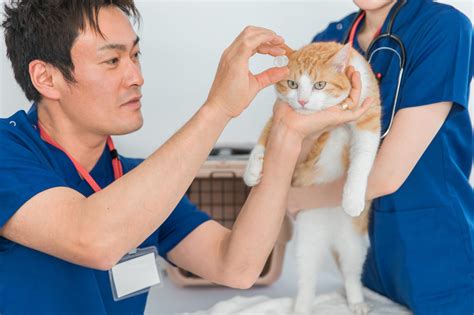 고양이 귀 상처 원인이 궁금하다면 비마이펫 라이프