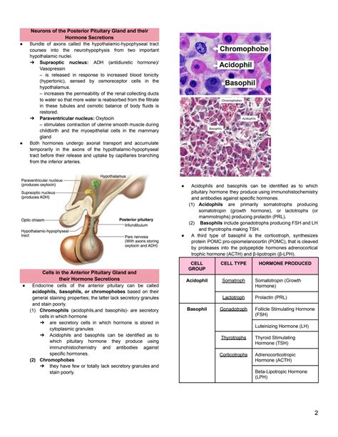 SOLUTION Histology Endocrine System Studypool