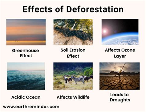 Deforestation Causes Effects And Preventive Measures Deforestation