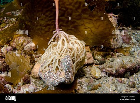 The Holdfast Is The Root System Anchoring Giant Kelp Macrocystis Pyrifera To The Sea Floor