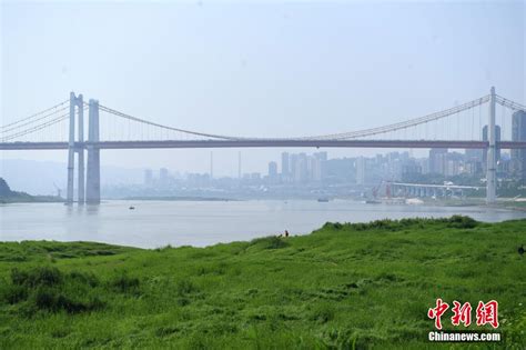 重庆长江消落带变身“草原”3