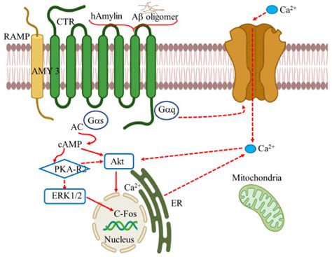 Role Of Receptors In Relation To Plaques And Tangles In Alzheimers
