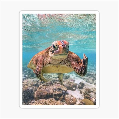 The Turtle Is Angry Fuck You Sticker For Sale By Cfpais Redbubble