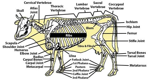 Beef Cattle Skeleton Summary Cow Skeleton Cattle Beef Cattle