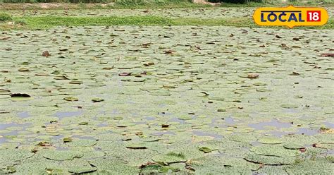 Makhana Farming मखाना की खेती से बिहार का किसान मालामाल लाखों का हो