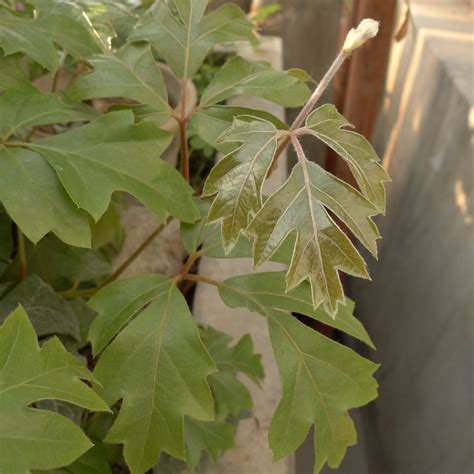 シッサス・アラータ Cissus Alata 花言葉，学名，よくある質問 Picturethis