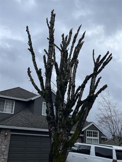 Examples Bad And Pruning Good News Tree Service Inc