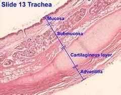 Histology 10 Flashcards Quizlet