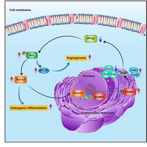 Figure 1 From Sgms1 Facilitates Osteogenic Differentiation Of Mscs And