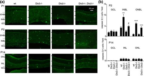 Apoptosis In The Retina In Deiodinase Deficient Mice A In The