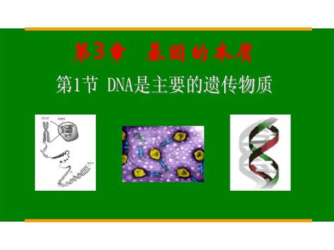 3 1 Dna是主要遗传物质word文档在线阅读与下载无忧文档