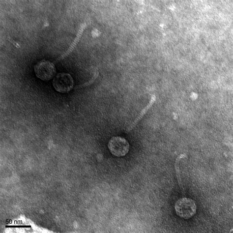 Complete Genome Sequence Of Bacteriophage Loca Isolated On A