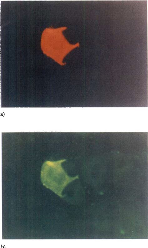 Mdck Cells Transfected With The Psvt7 Gcap Plasmid Phase Contrast