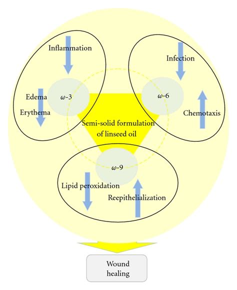 Possible Role Of The Fatty Acids Linolenic Acid ω 3 Linoleic Acid
