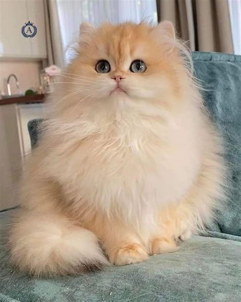 Photo Proof That Cats Actually Are The Ones That Rule The World 可愛すぎる