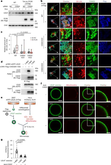 Cisd2 Interacts With Ldlr To Facilitate Mitochondrial Entry Of Ldlr A