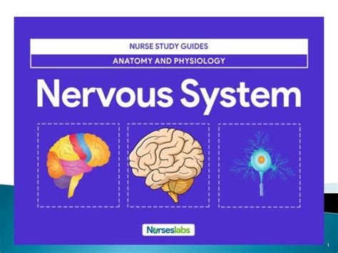 Nervous System Pptpptx