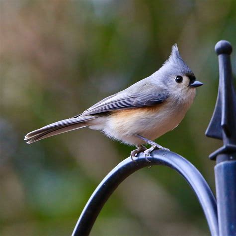 Tufted Titmouse Bird Watching Academy