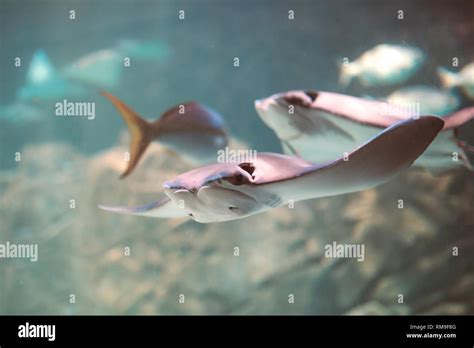 Cownose Rays Swimming In Blue Waters At Ripleys Aquarium In Toronto