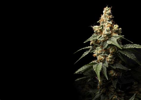Urban Drops — Premium Cannabis in New Mexico | Urban Wellness