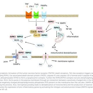 Dynamics Of The Components Of The Necroptosis Pathways Involved In