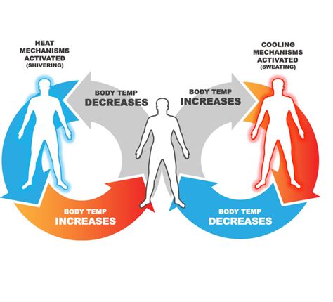 What Is The Endocannabinoid System Sensi Products