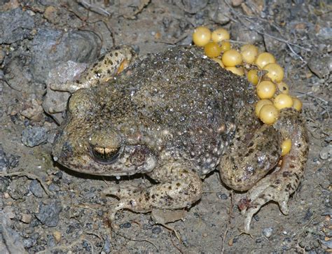 Goliath Frog Characteristics Habitat Feeding And Reproduction